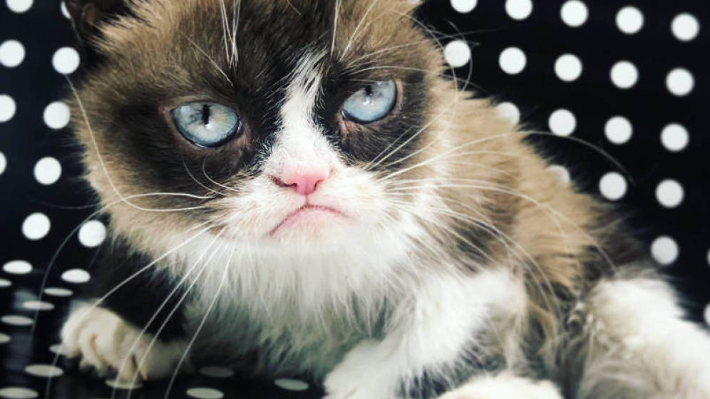 Adiós al felino más famoso de internet: muere Grumpy Cat - Crónica