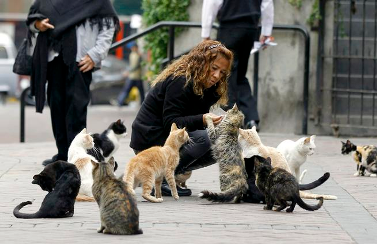 Más de un centenar de gatos prodigan relax en el parque central de Lima ...