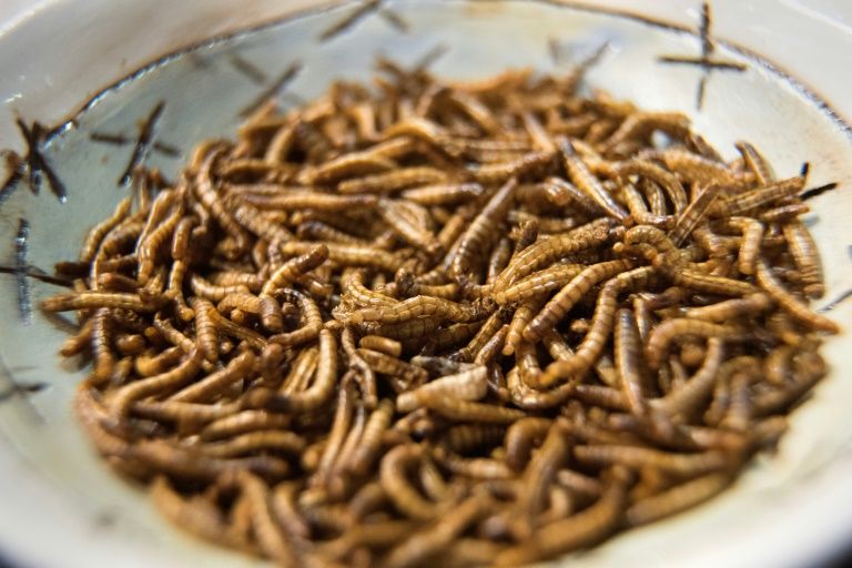 Un restaurante de Ciudad del Cabo ofrece un menú integral de insectos ...