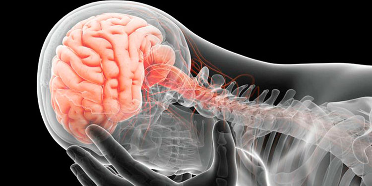 Estudio descubre mecanismo del cerebro para regular la sensación de ...