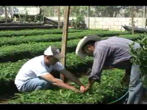 EFEMÉRIDES: 20 de enero - Crónica