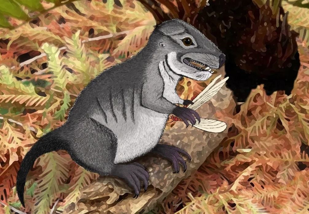 Descubren una nueva especie de cinodonte antiguo de 220 millones de ...