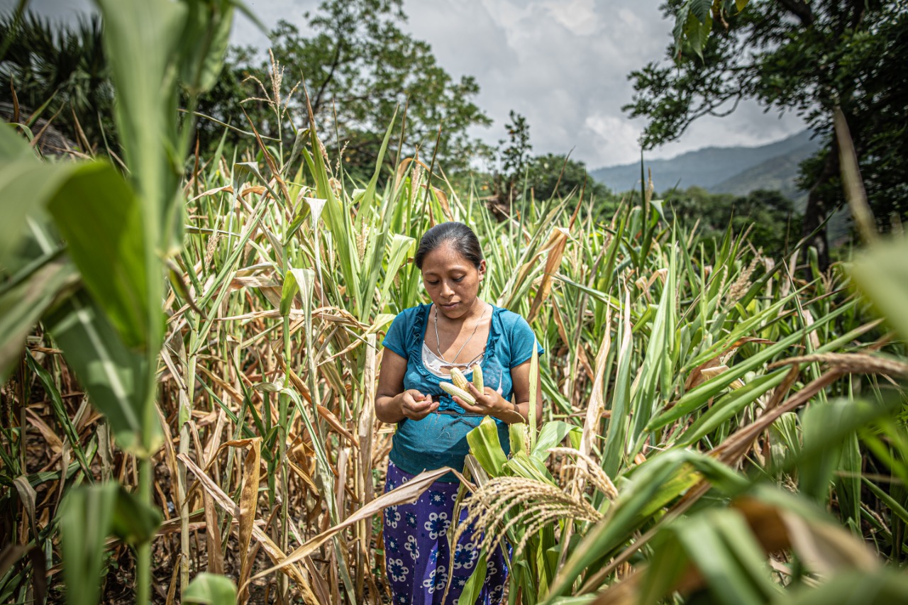 Crisis climática y pandemia incrementan el hambre en el Corredor Seco ...