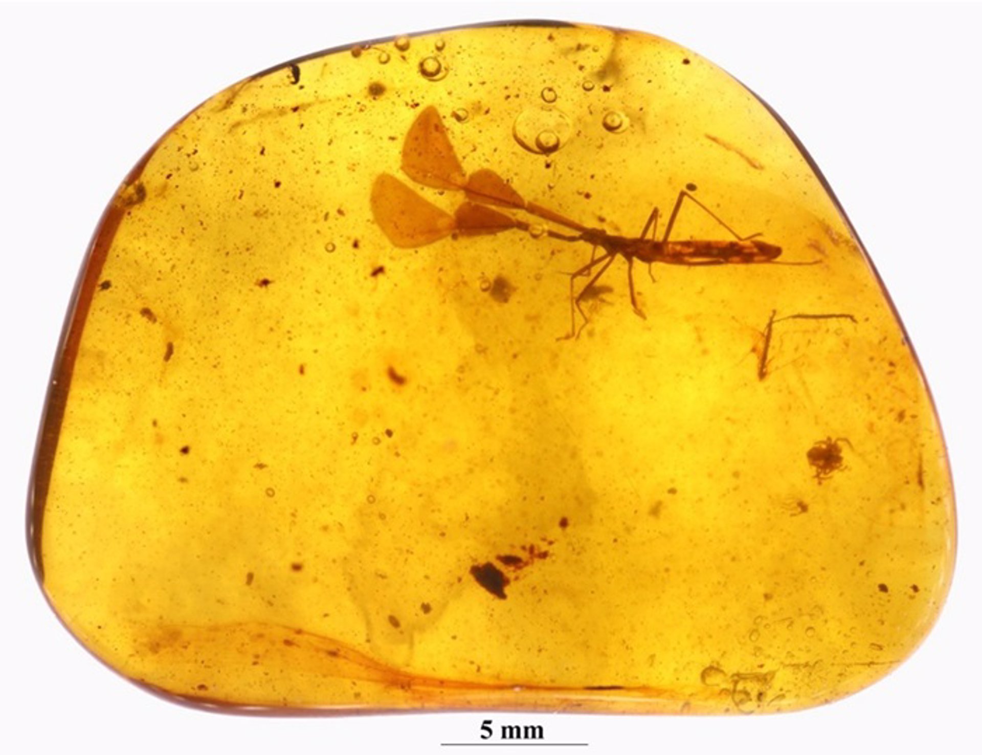 Un insecto con grandes antenas preservado en ámbar 99 millones de años ...