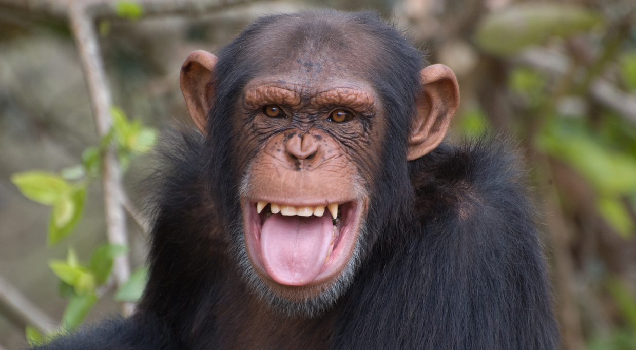 Los monos, como las personas, pueden 'bloquearse bajo presión'