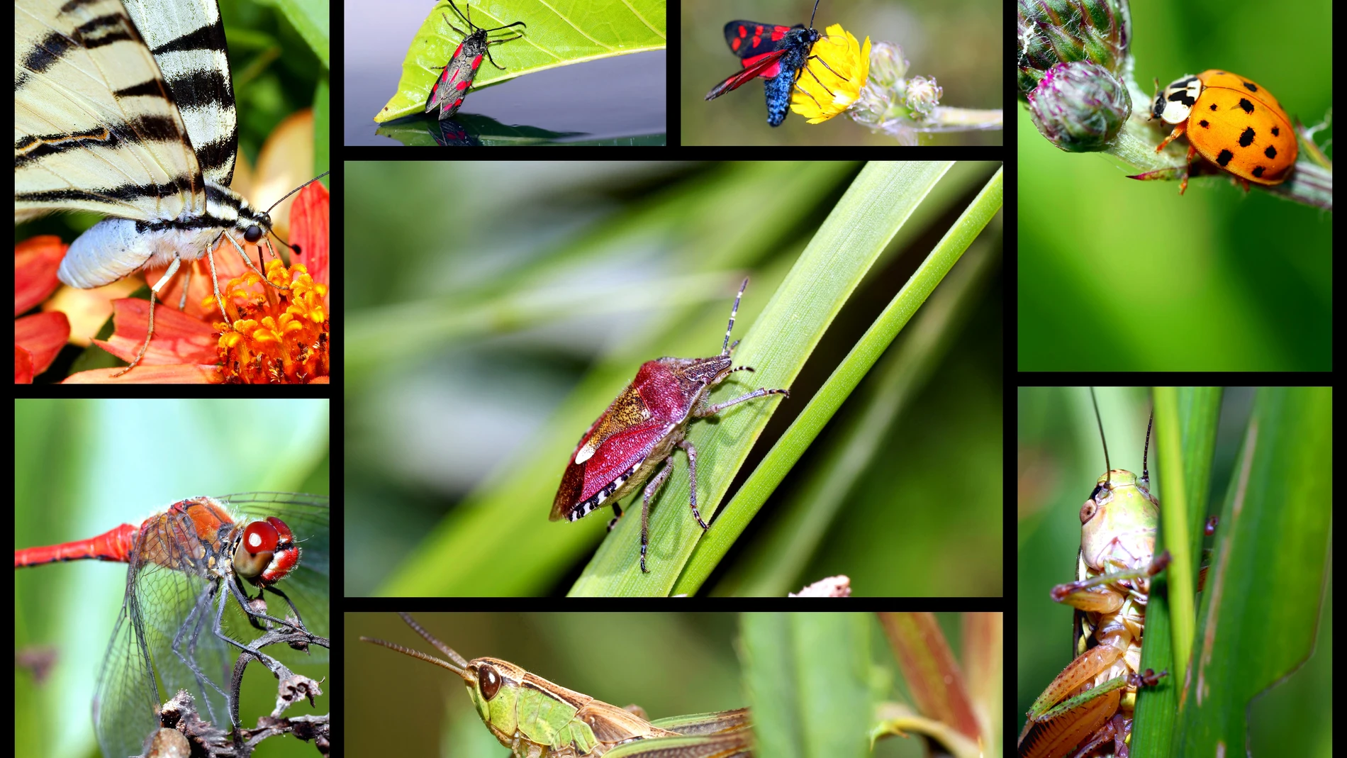 ¿Qué tienen en común humanos e insectos?